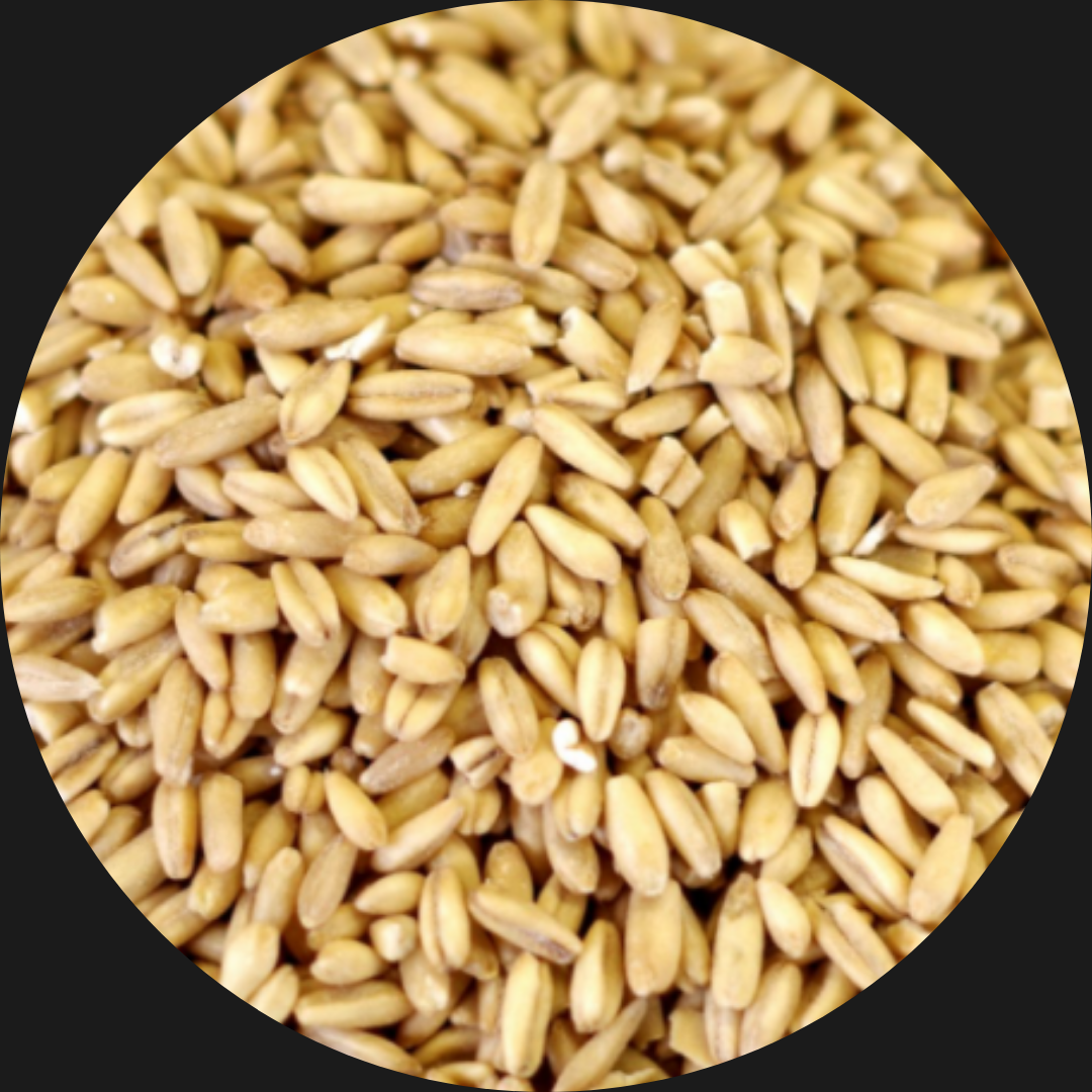GROATS OAT KERNALS ORGANIC AUST – Fill Good Bulk Foods